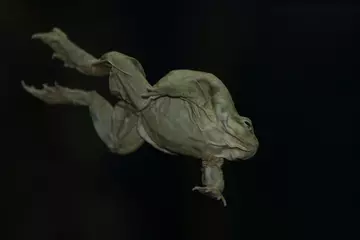 Titicaca frog | London Zoo