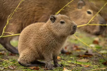 Capybara | London Zoo