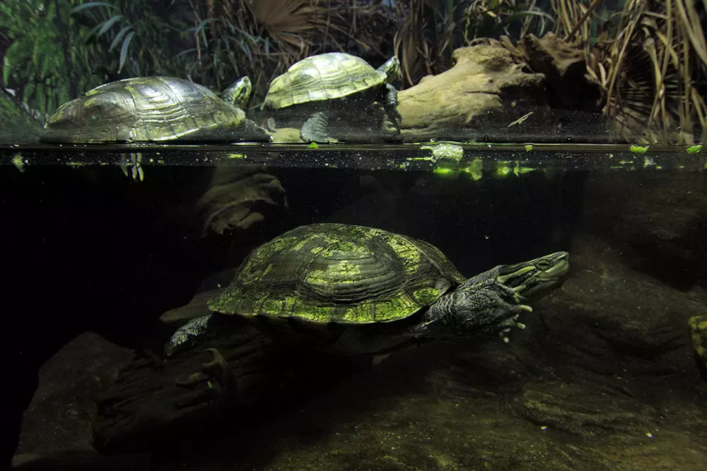 Annam leaf turtle | London Zoo