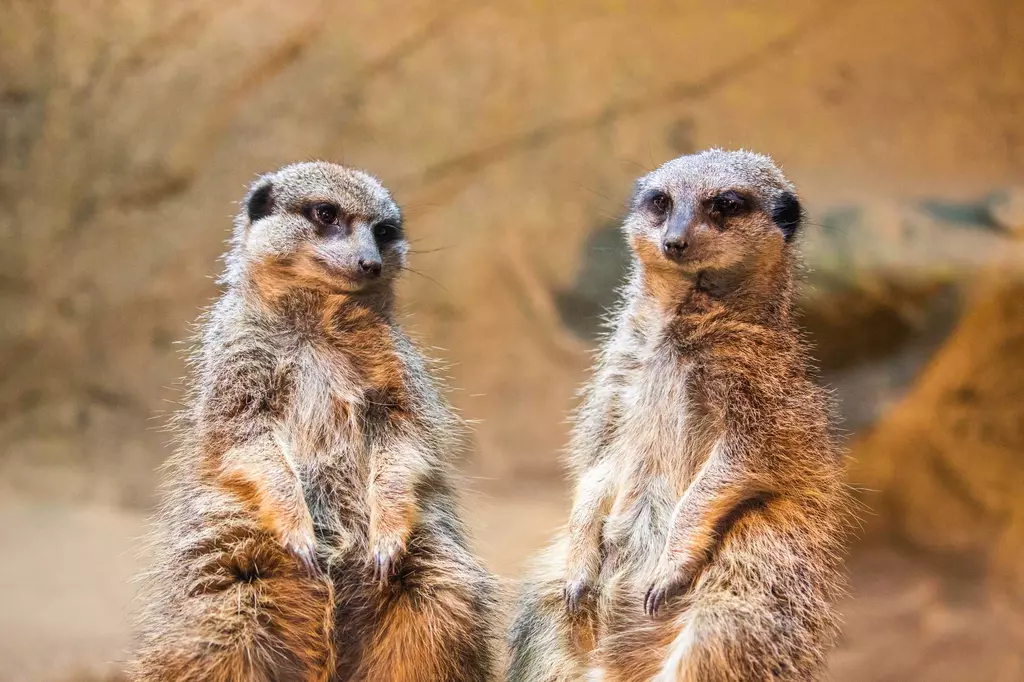 Meerkats Habitat