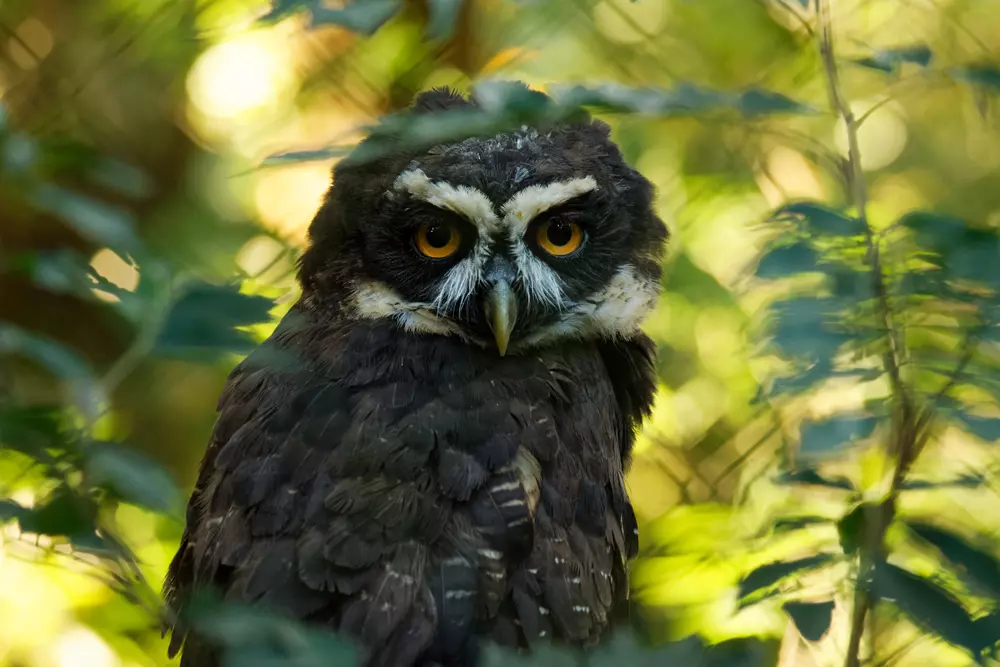 Spectacled owl | London Zoo
