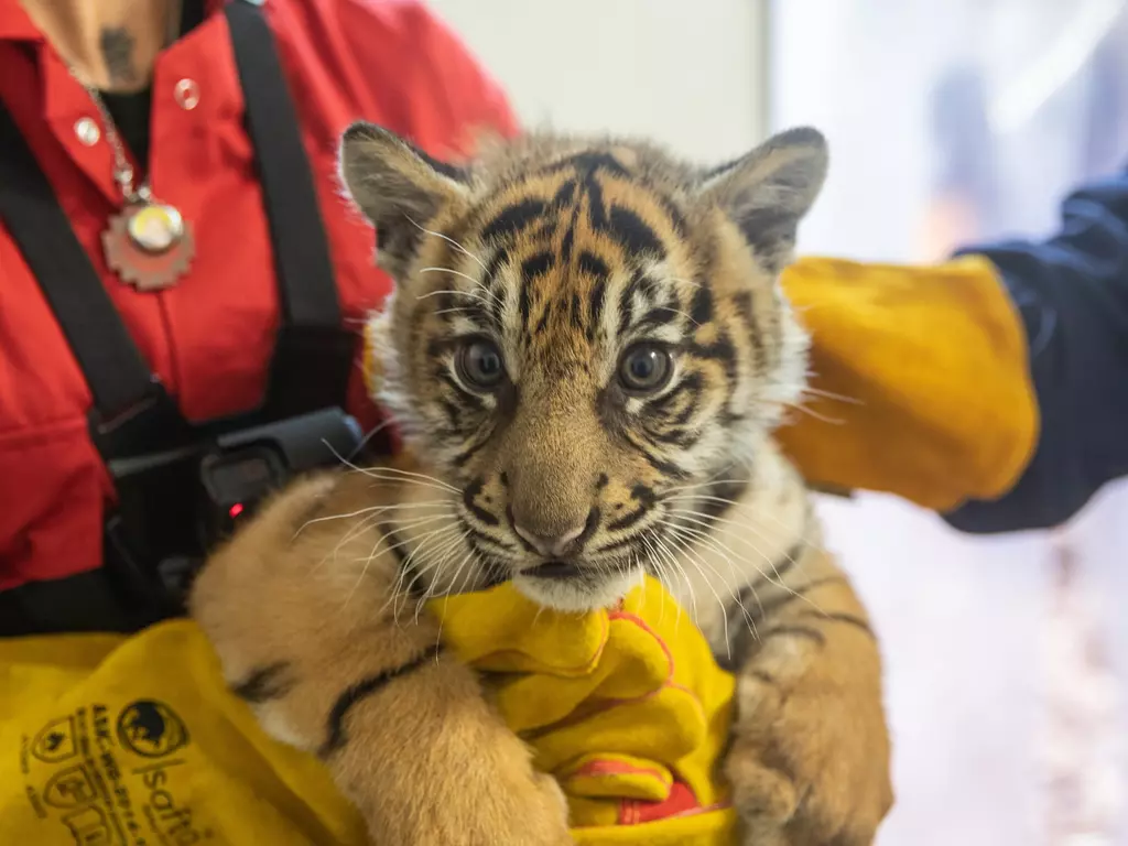 London Zoo’s tiger cubs get first health check | London Zoo