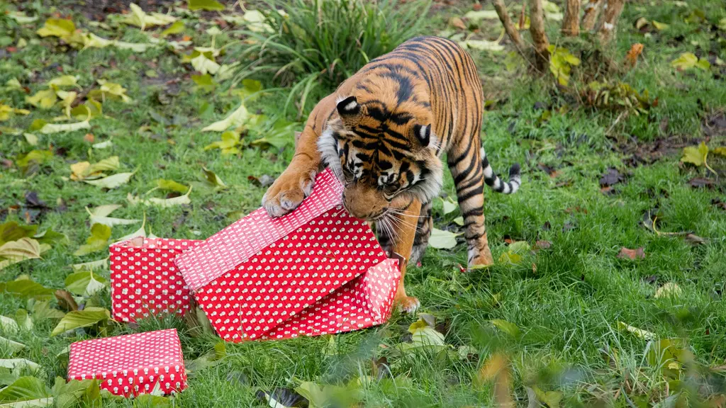 Celebrate Christmas with our animals at London Zoo | London Zoo