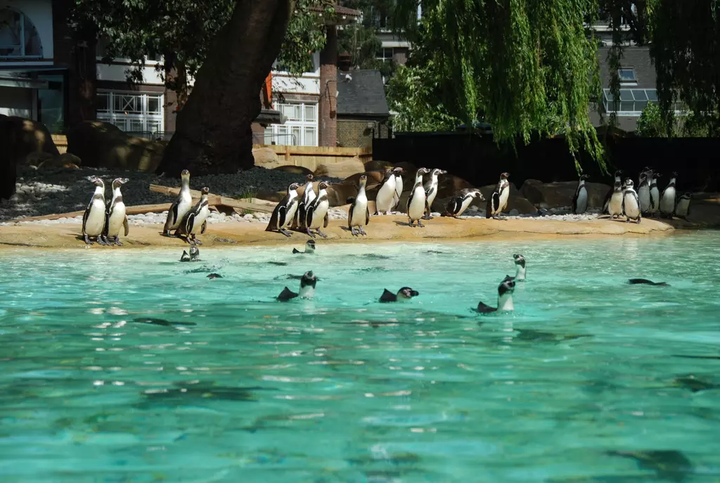 How To Redeem Your Half Price Zoo Tickets | London Zoo