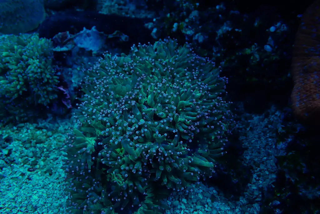 Elegance coral | London Zoo