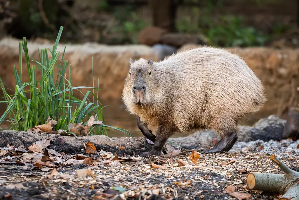 London Zoo unveils new spa-inspired home for capybara duo | London Zoo