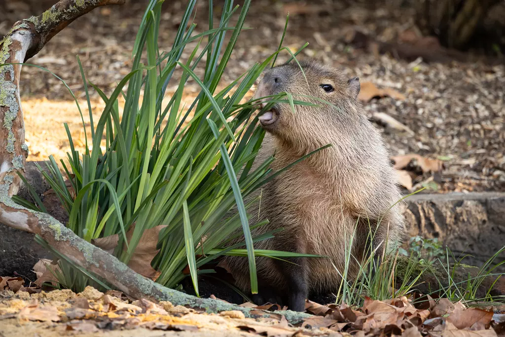Five ways to celebrate your love for capybaras | London Zoo