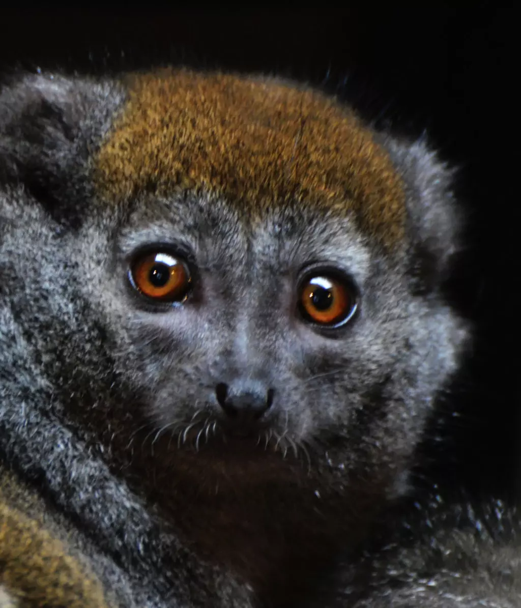 Alaotran gentle lemur | London Zoo