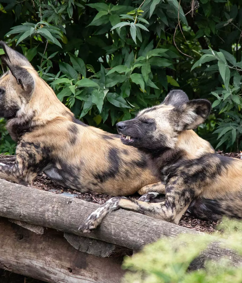 London Zoo conservation: African wild dog pack supporting species ...