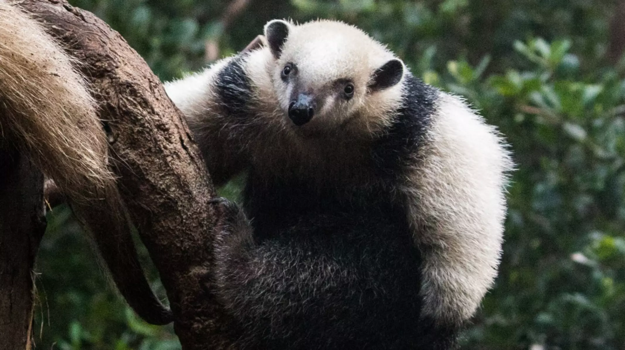 Tamanduas | London Zoo
