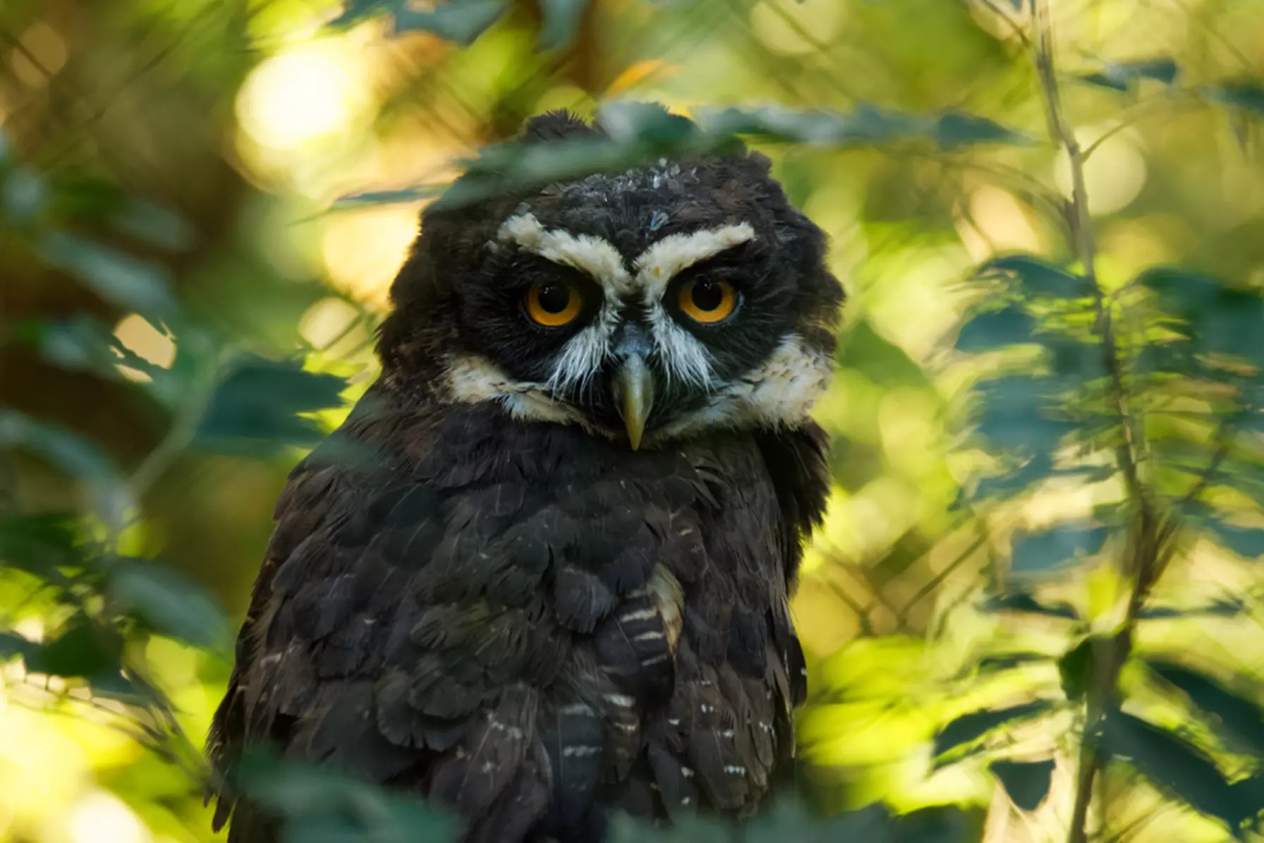 Spectacled owl | London Zoo