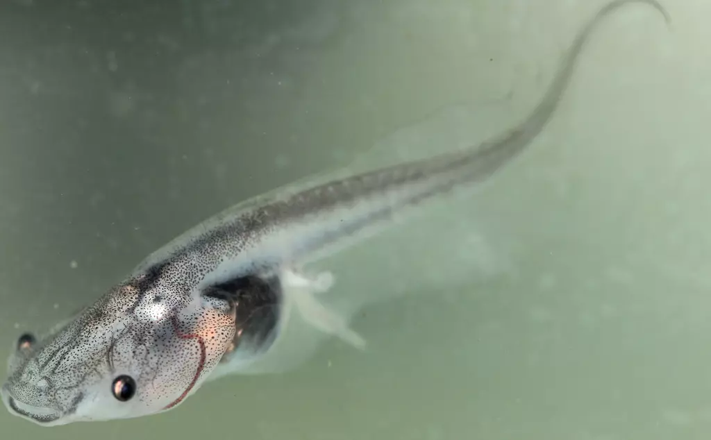 Lake Oku clawed frog | London Zoo