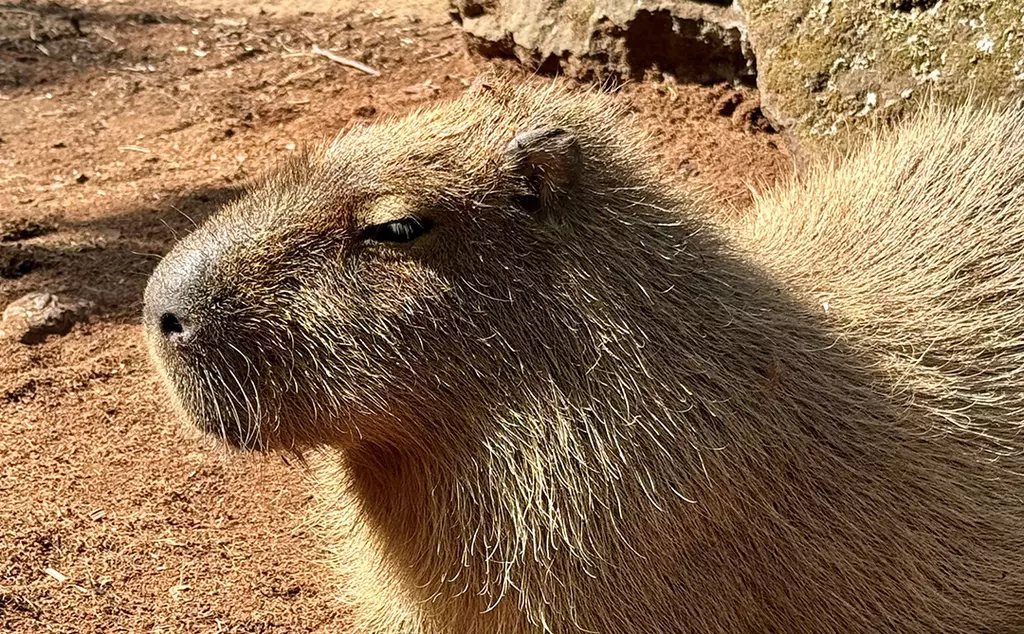 Capybara Encounter | London Zoo