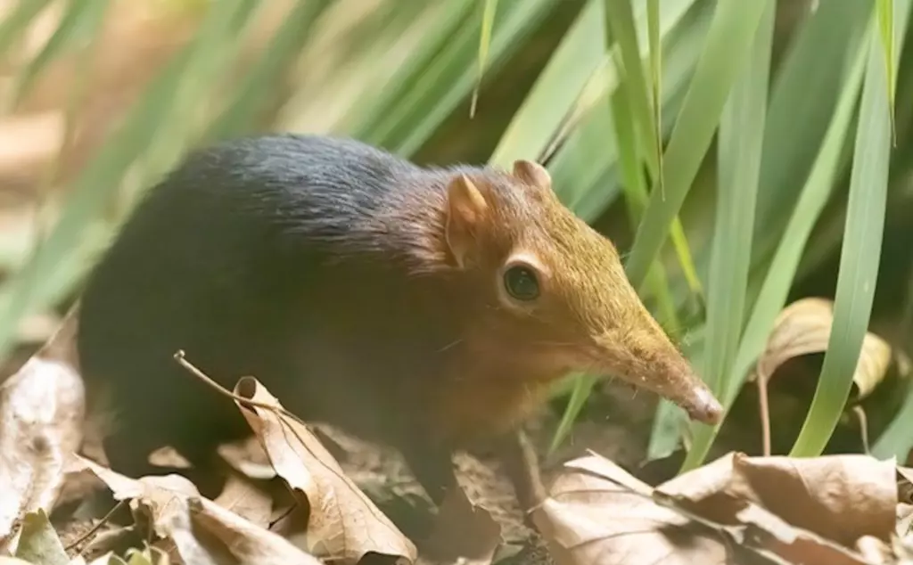 Black and rufous sengi | London Zoo