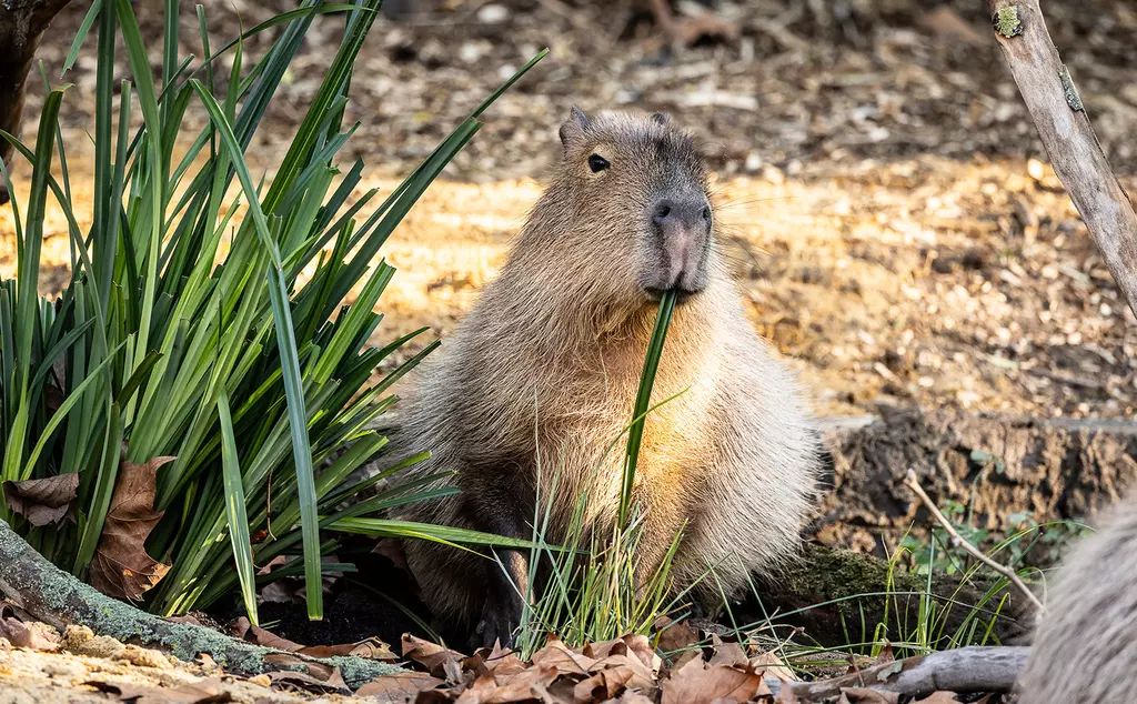 Capybara | London Zoo
