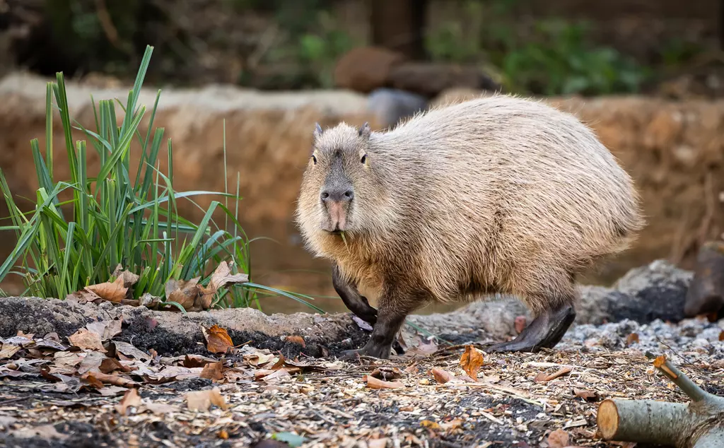 London Zoo unveils new spa-inspired home for capybara duo | London Zoo