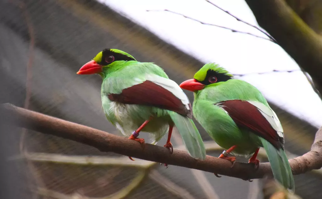 Javan green magpie | London Zoo