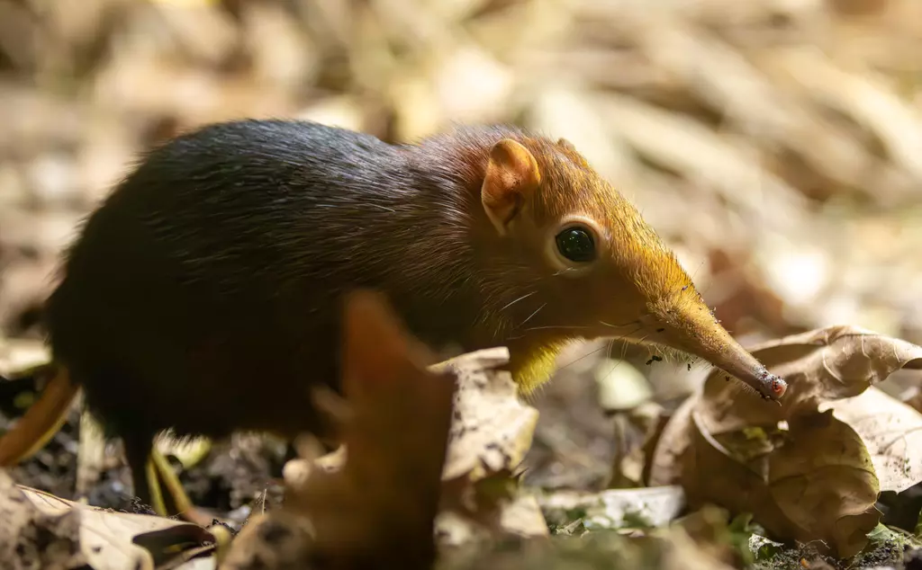 Black and rufous sengi | London Zoo