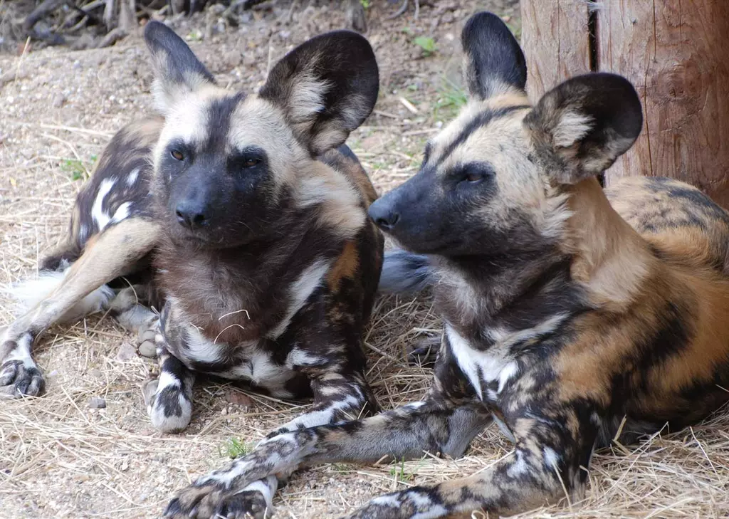 Are Wild Dogs Related To Dogs