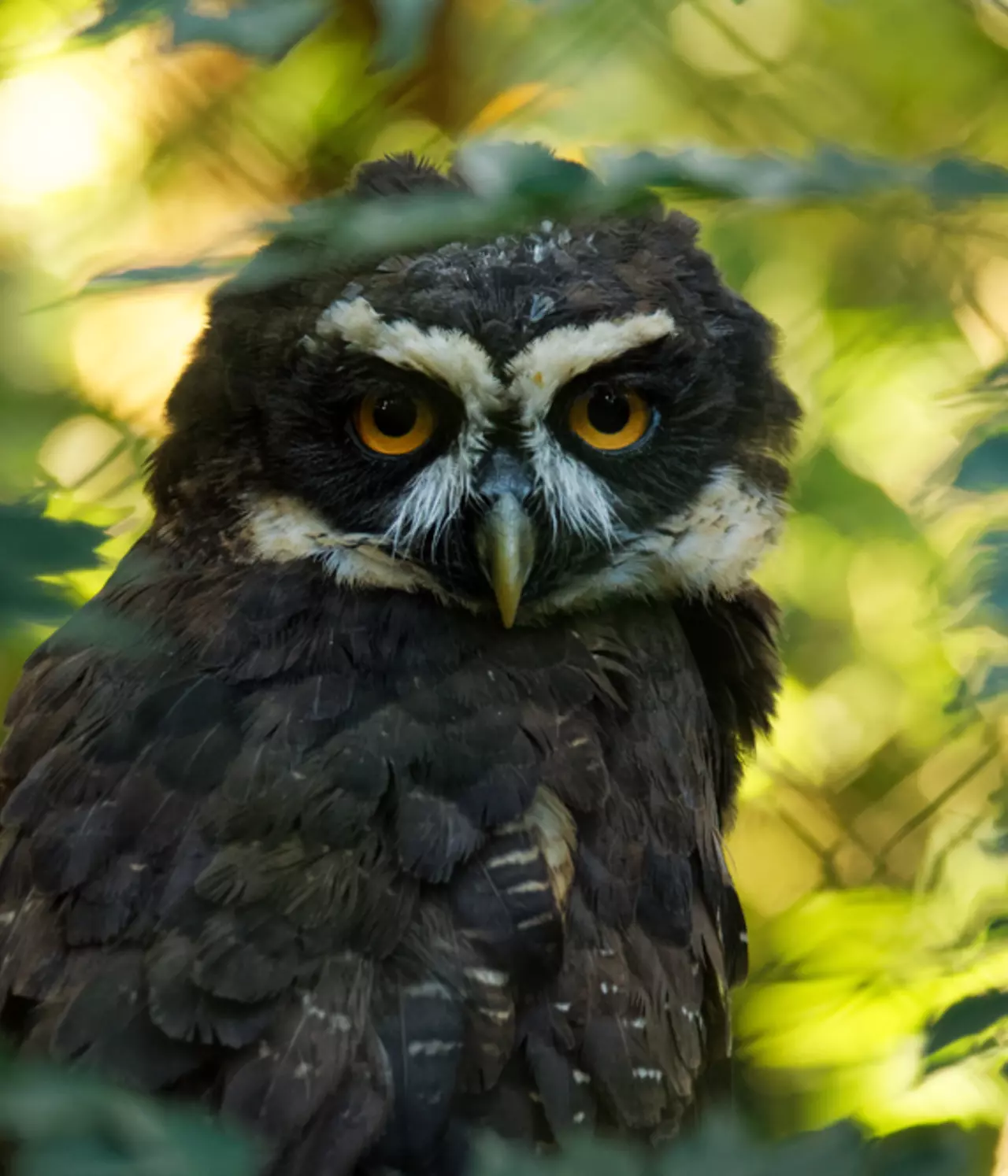 Spectacled owl | London Zoo