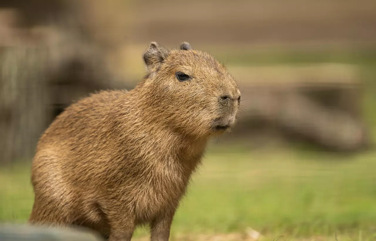 Capybara | London Zoo