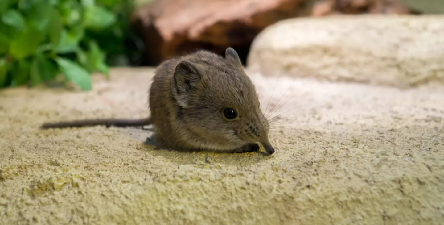 Baby Elephant Shrew