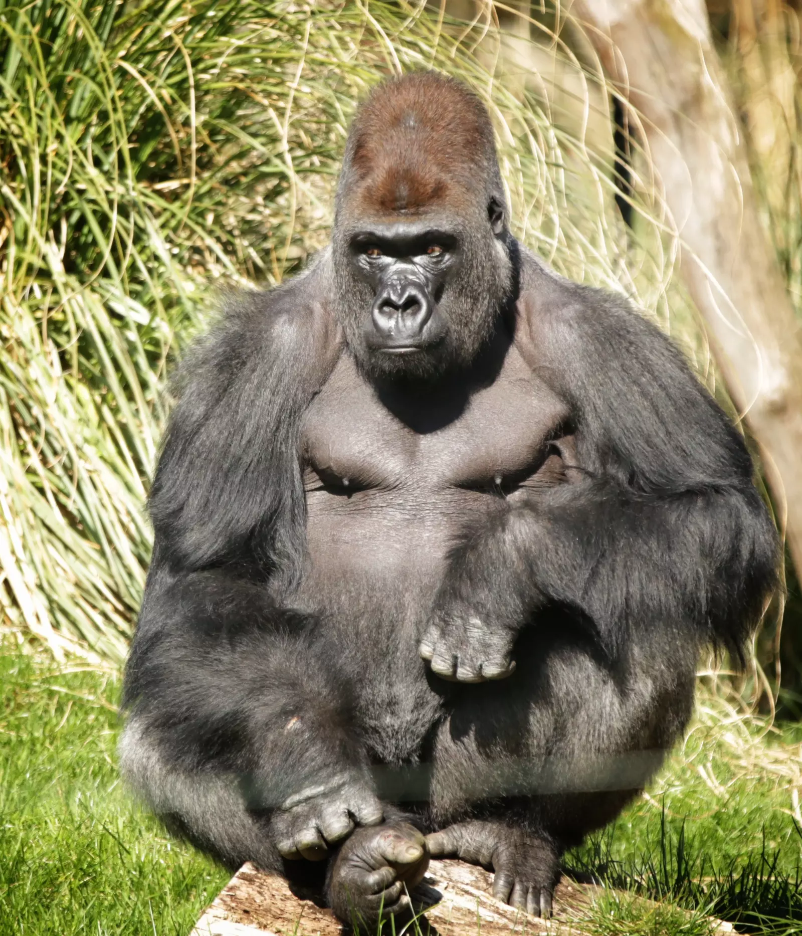 Kumbuka the Gorilla: What Actually Happened | London Zoo