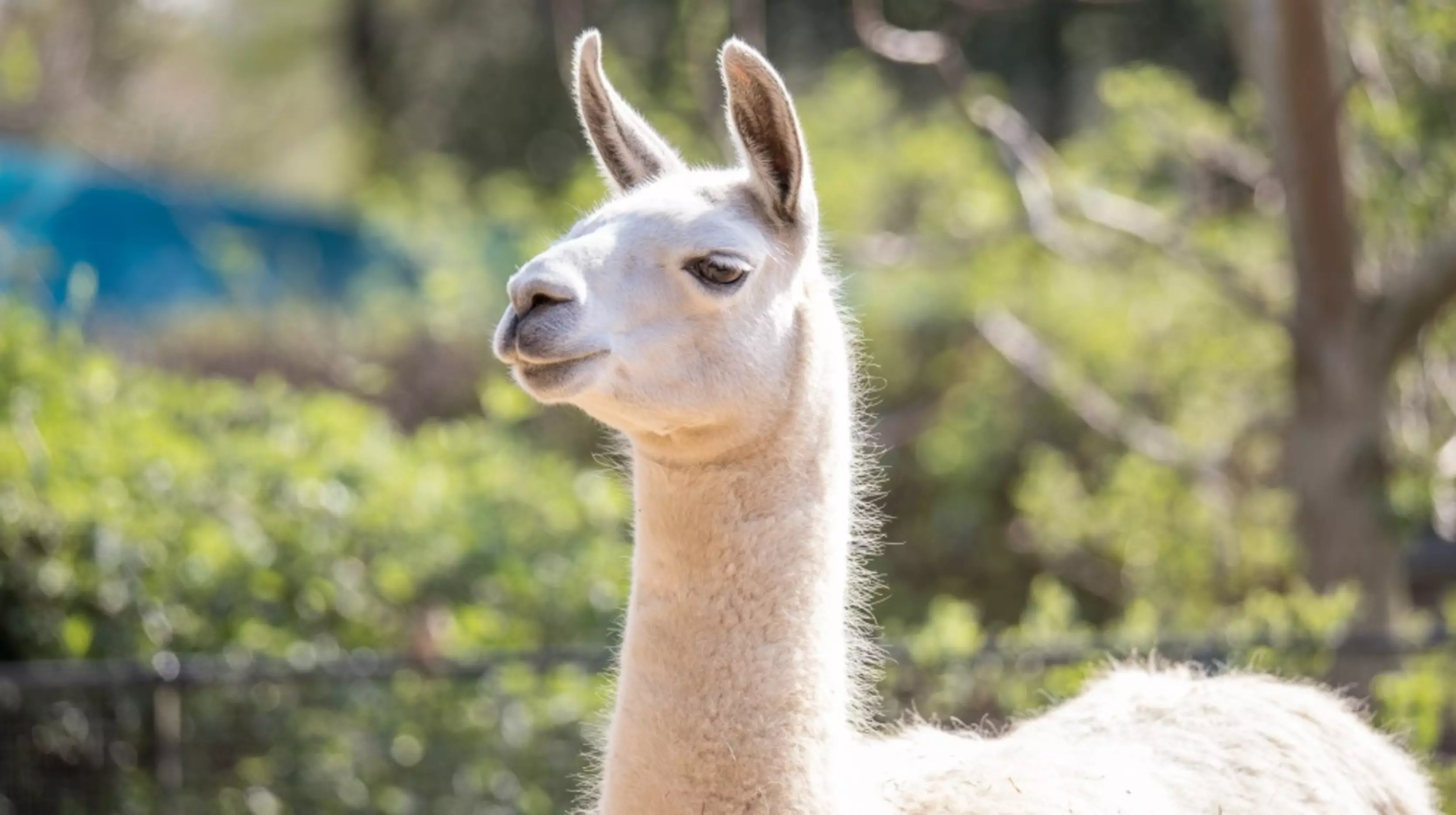 Llama | London Zoo