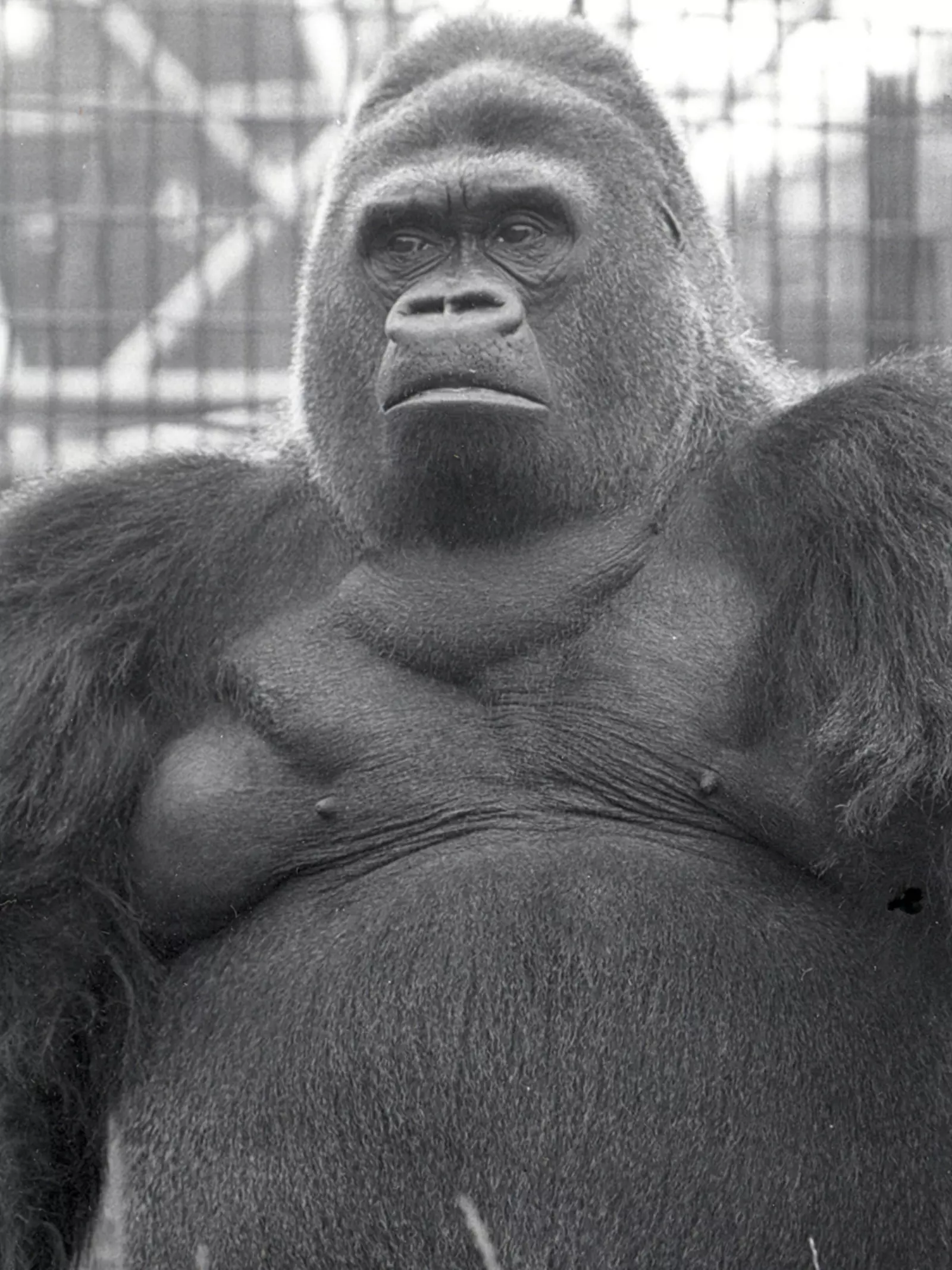 Famous animals | London Zoo