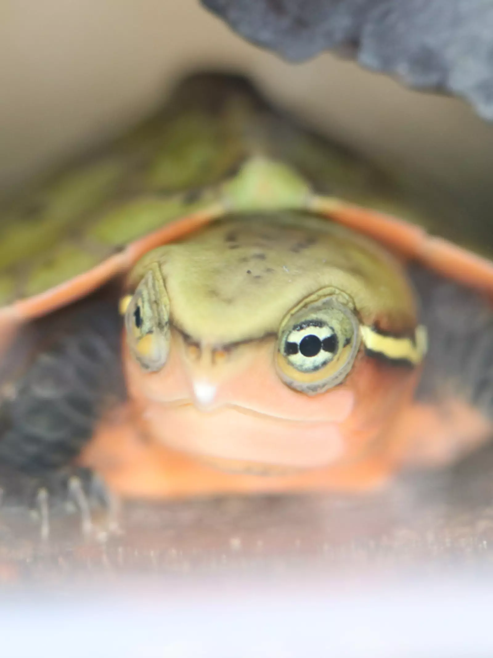 Big-headed turtle | London Zoo
