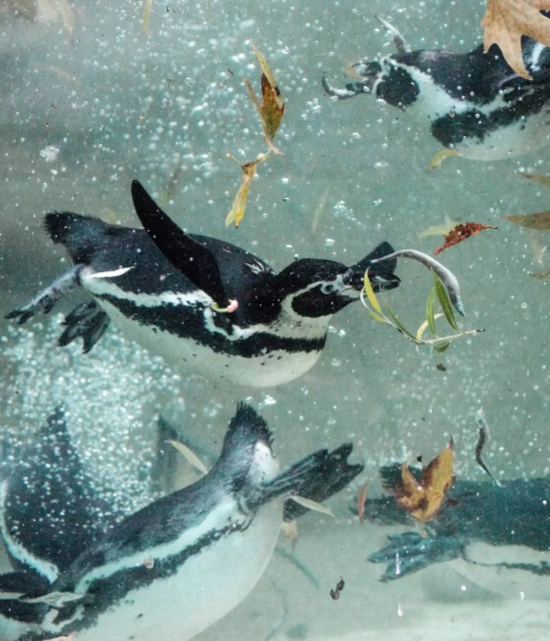 The Penguin Book of Penguins | London Zoo