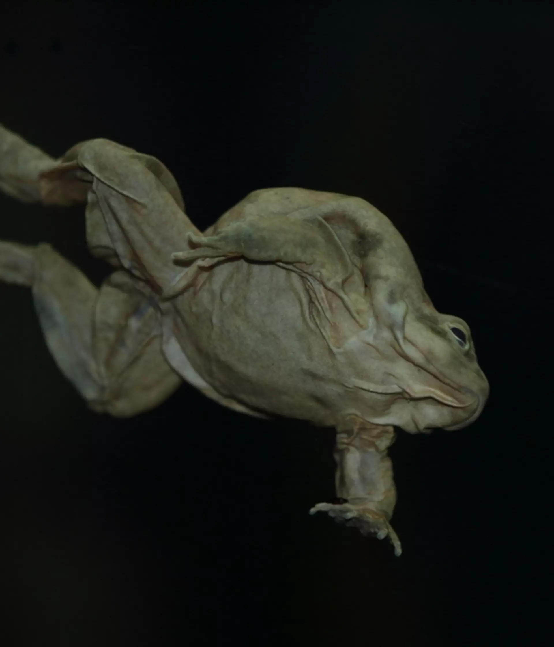 Titicaca frog | London Zoo