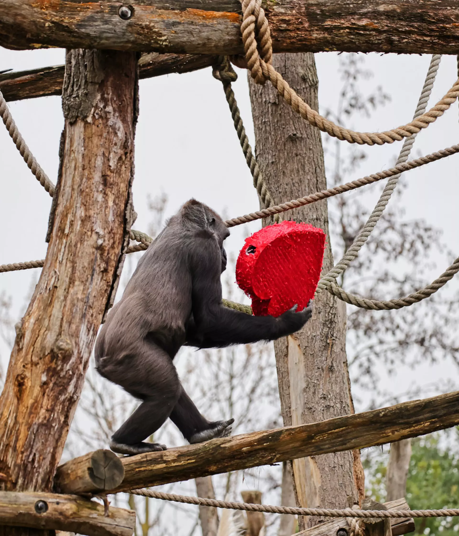 Western lowland gorillas celebrate Valentine's Day at London Zoo ...