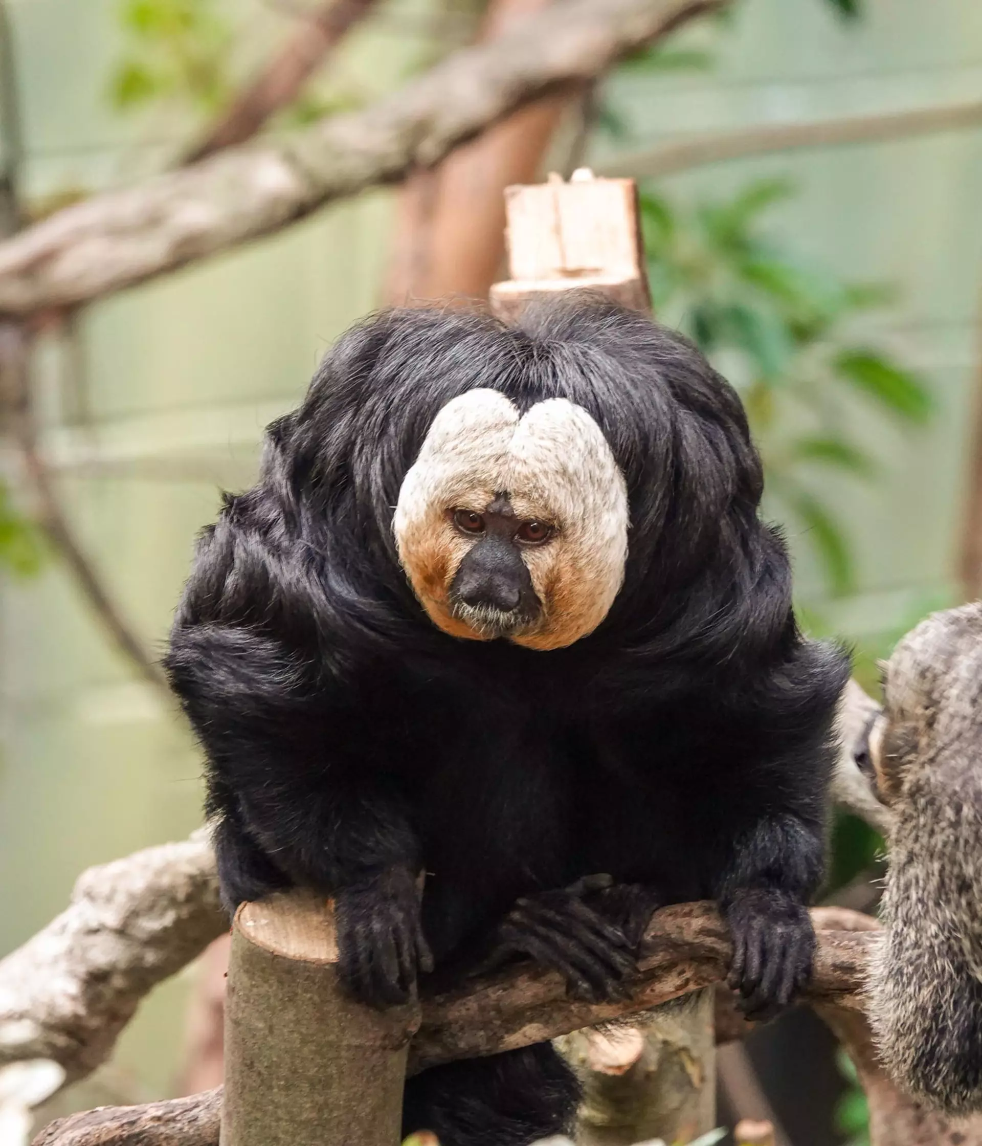 White-faced saki monkey | London Zoo