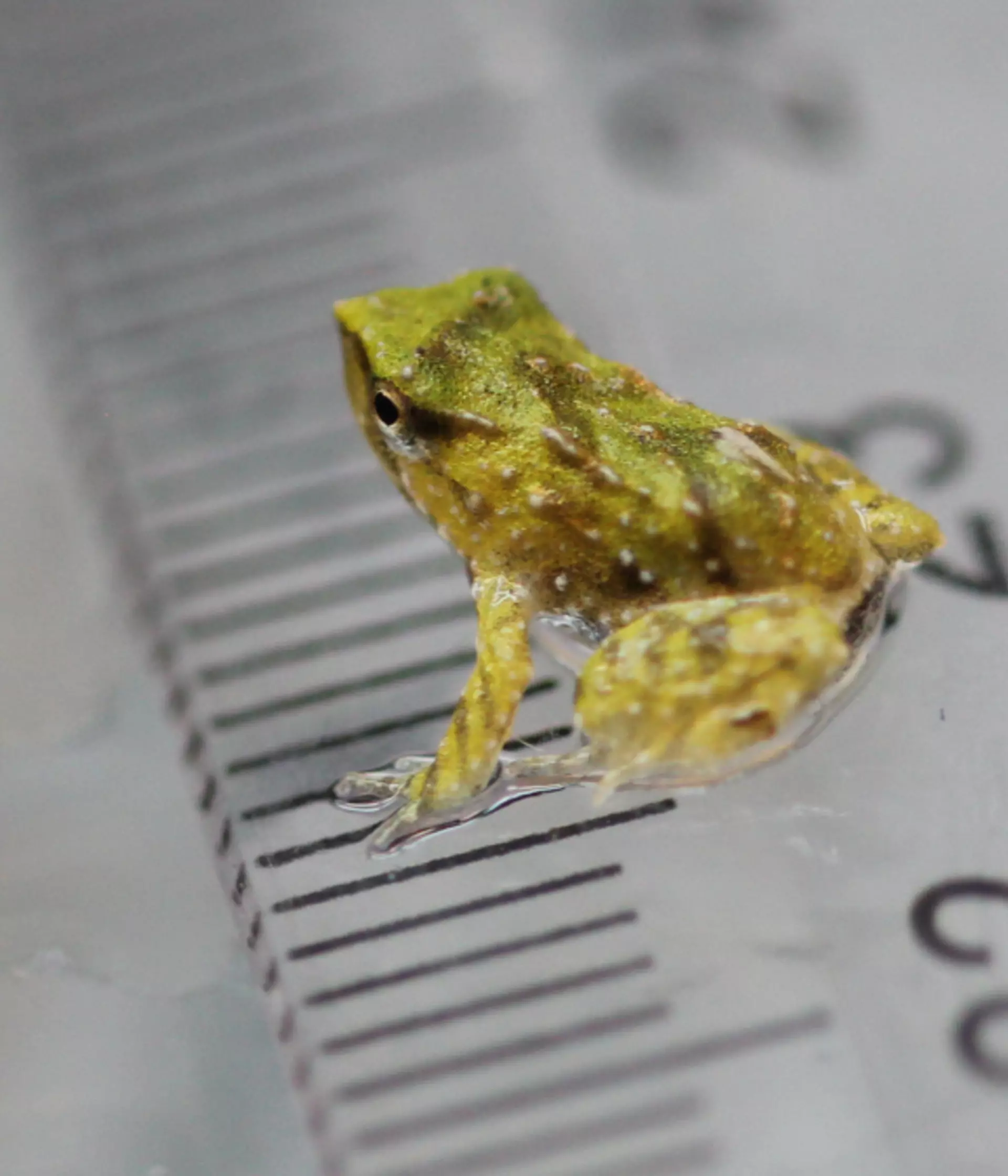 33 Endangered froglets born, after deadly fungus rescue mission ...