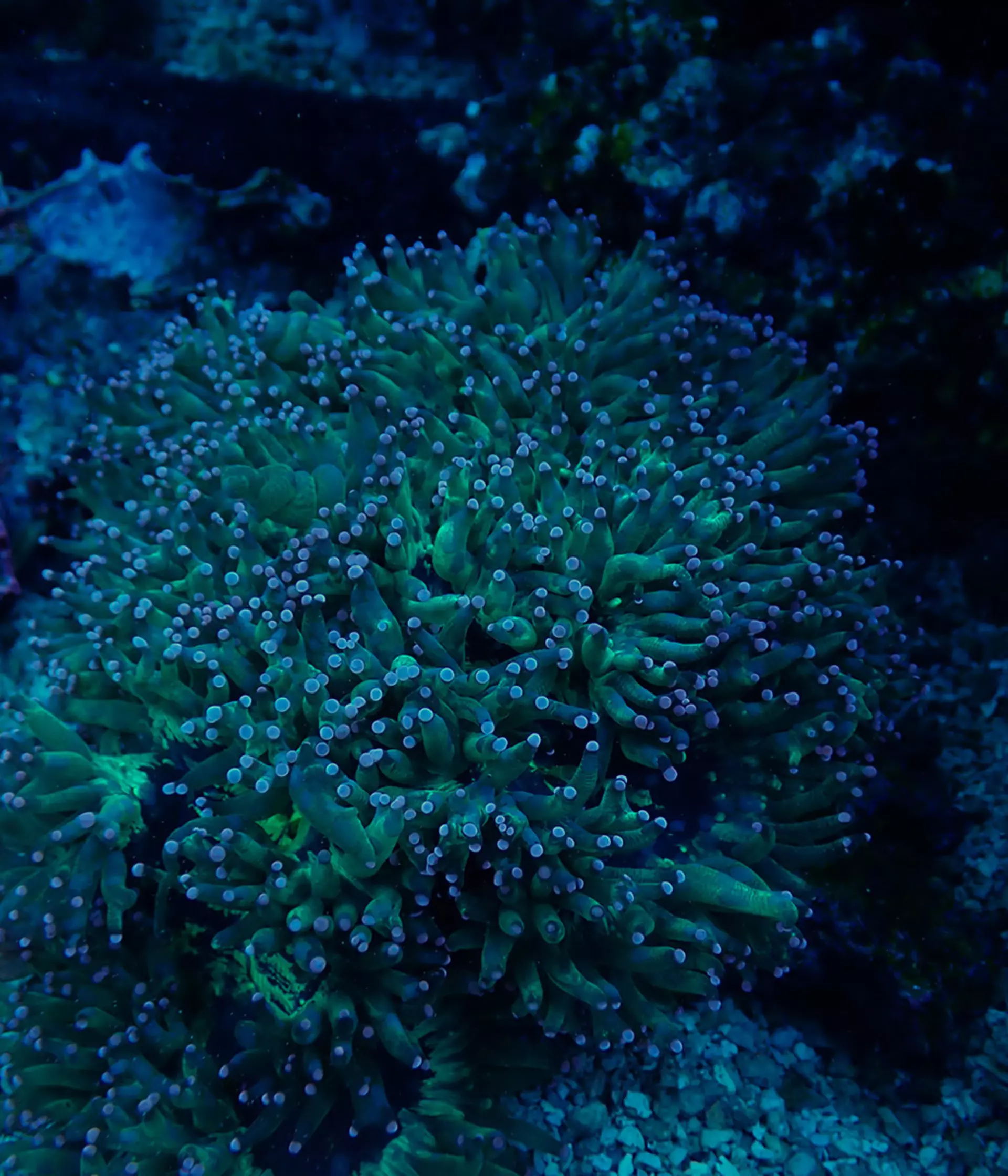 Elegance coral | London Zoo