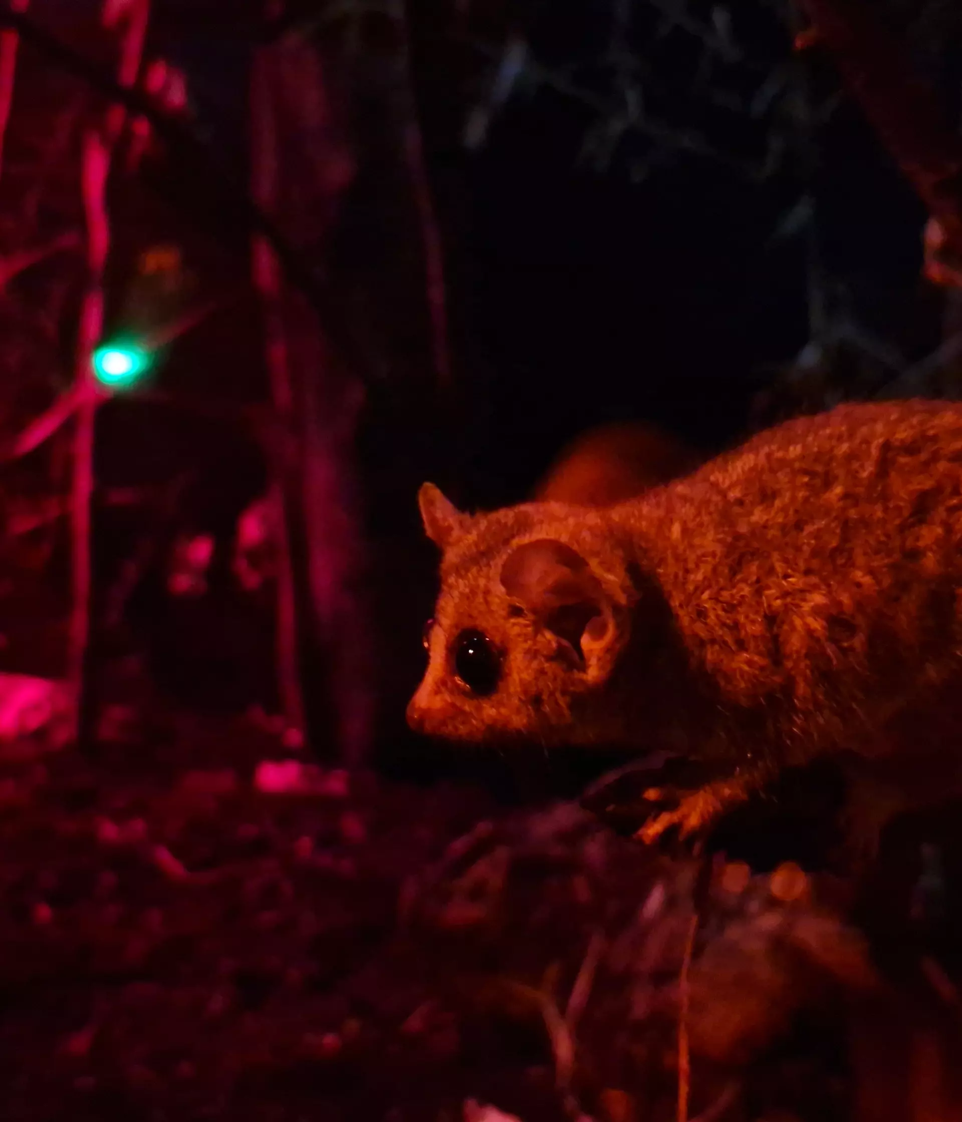 Grey mouse lemur | London Zoo