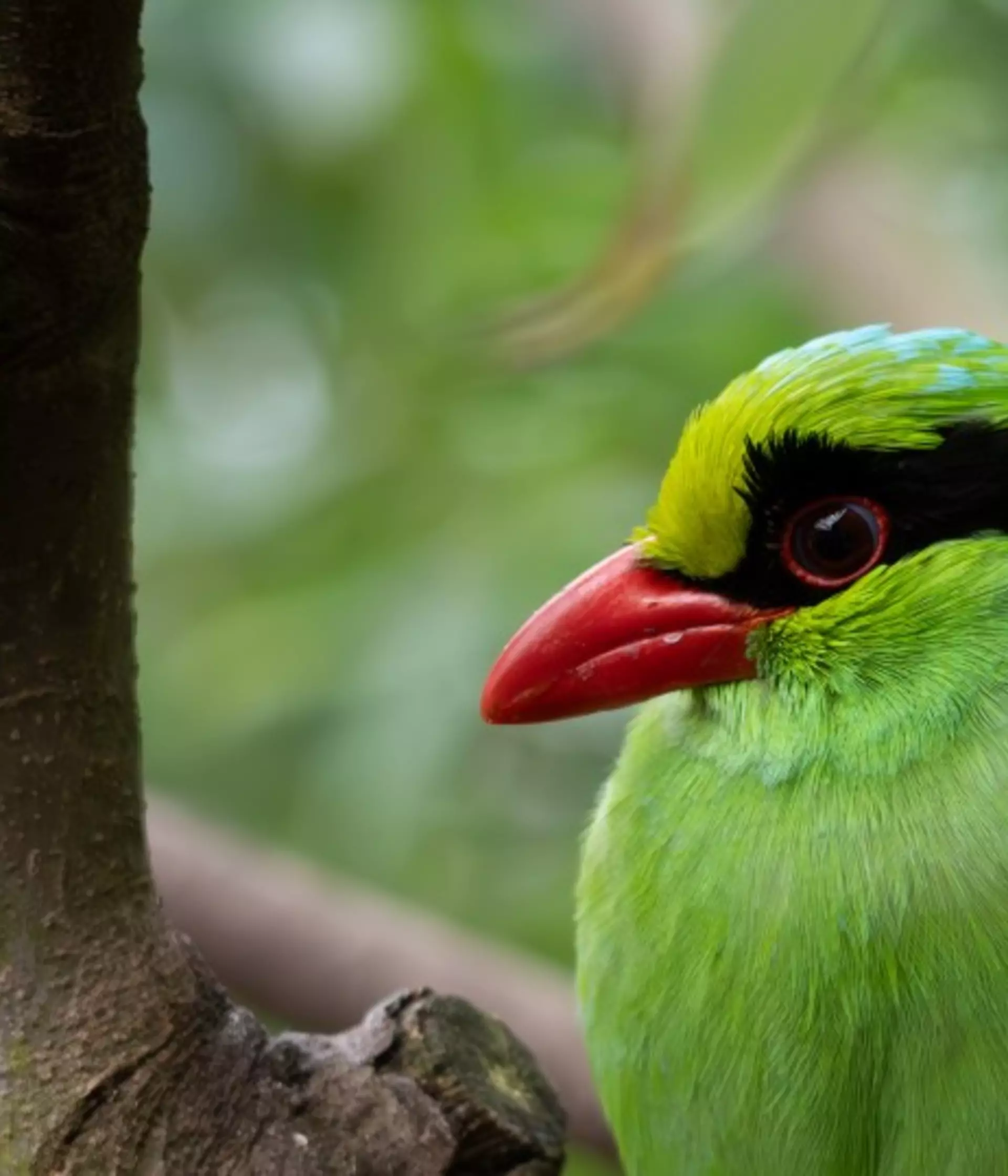 Javan green magpie | London Zoo