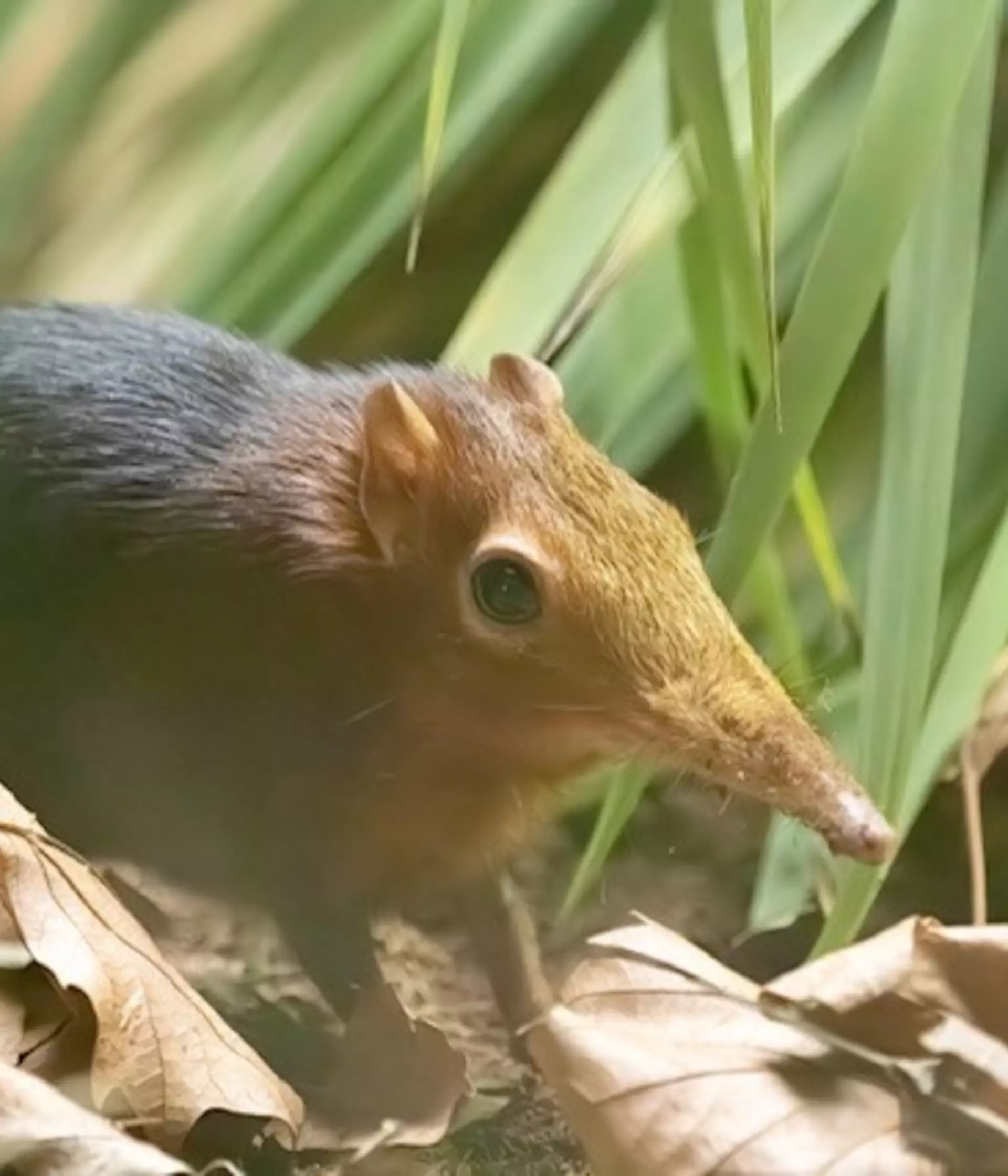 Black and rufous sengi | London Zoo