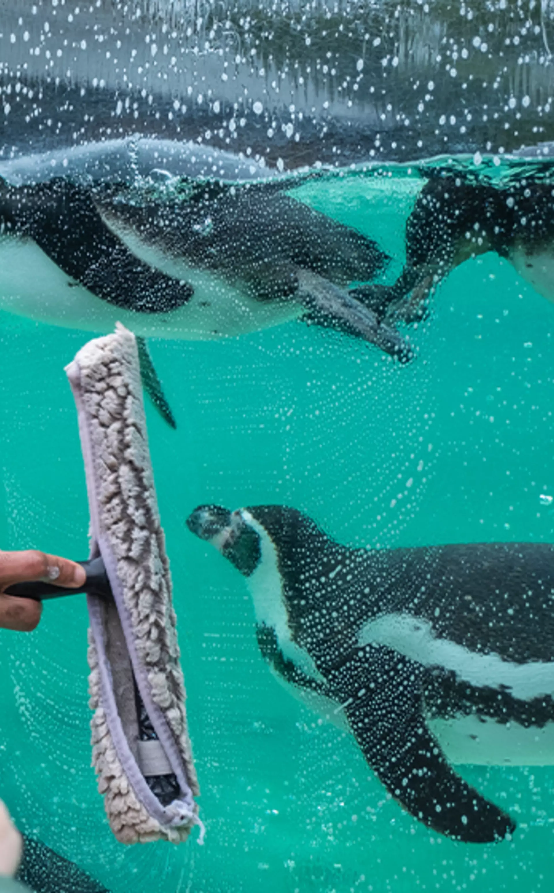 London Zoo launches new Penguin Keeper experience | London Zoo