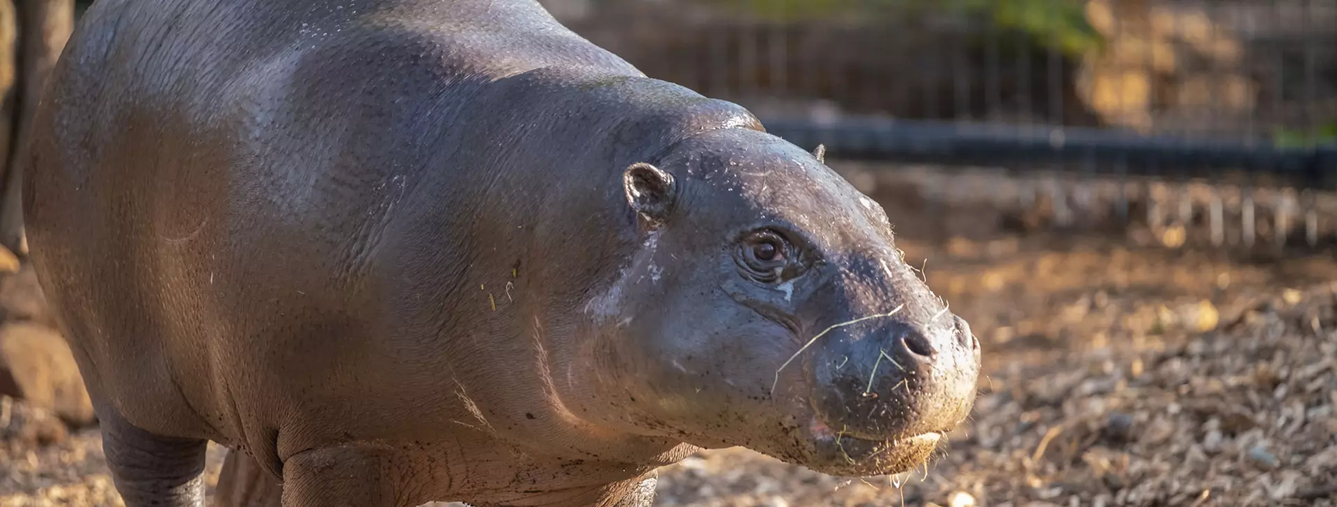 Hippo New Pygmy Hippo Born At Montgomery Zoo