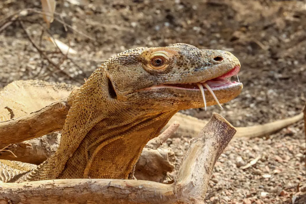Images Of A Komodo Dragon Komodo Dragon SAFE Worldwide