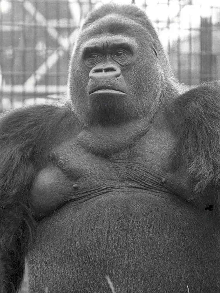 Famous animals | London Zoo