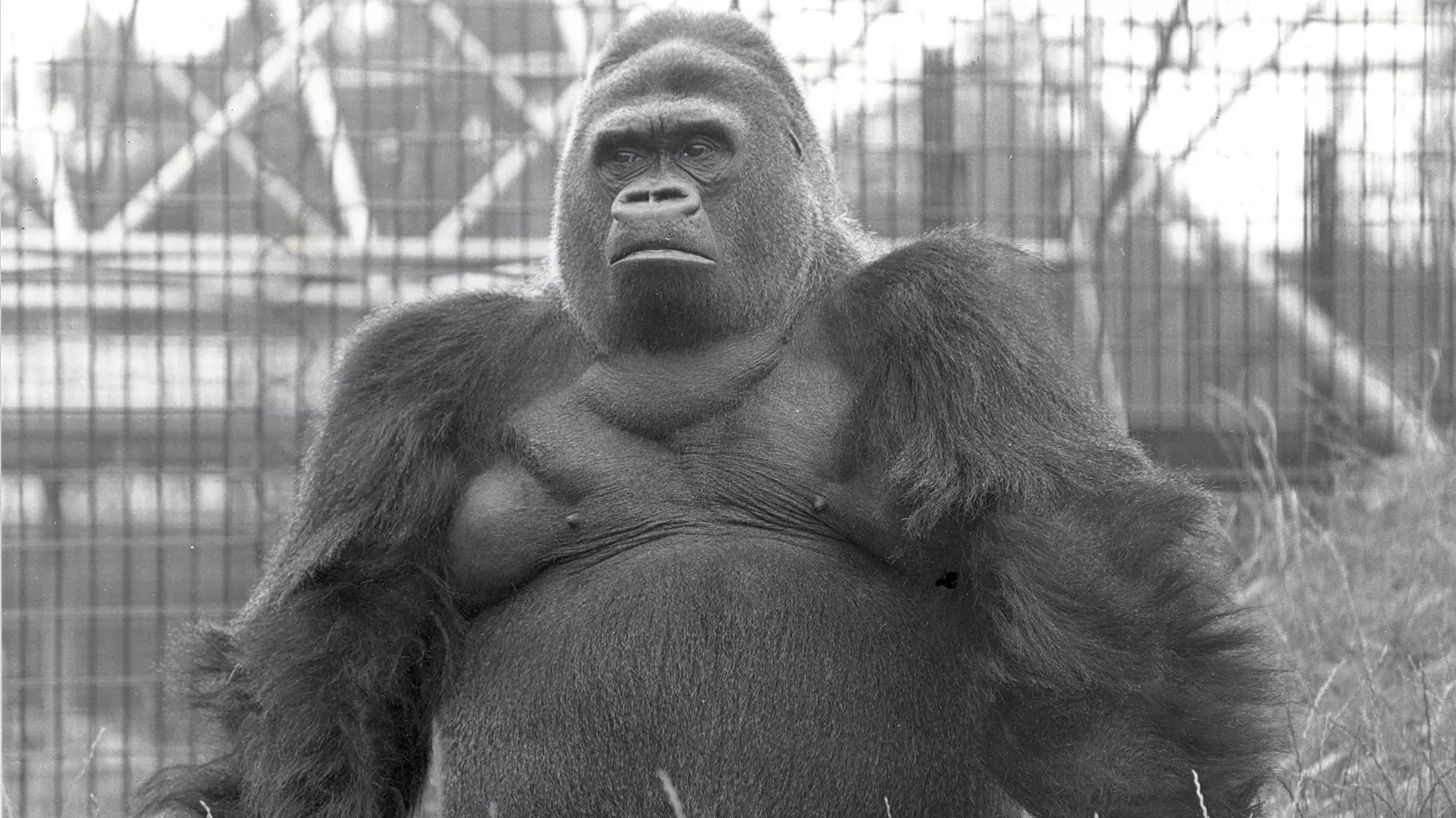 Famous animals | London Zoo
