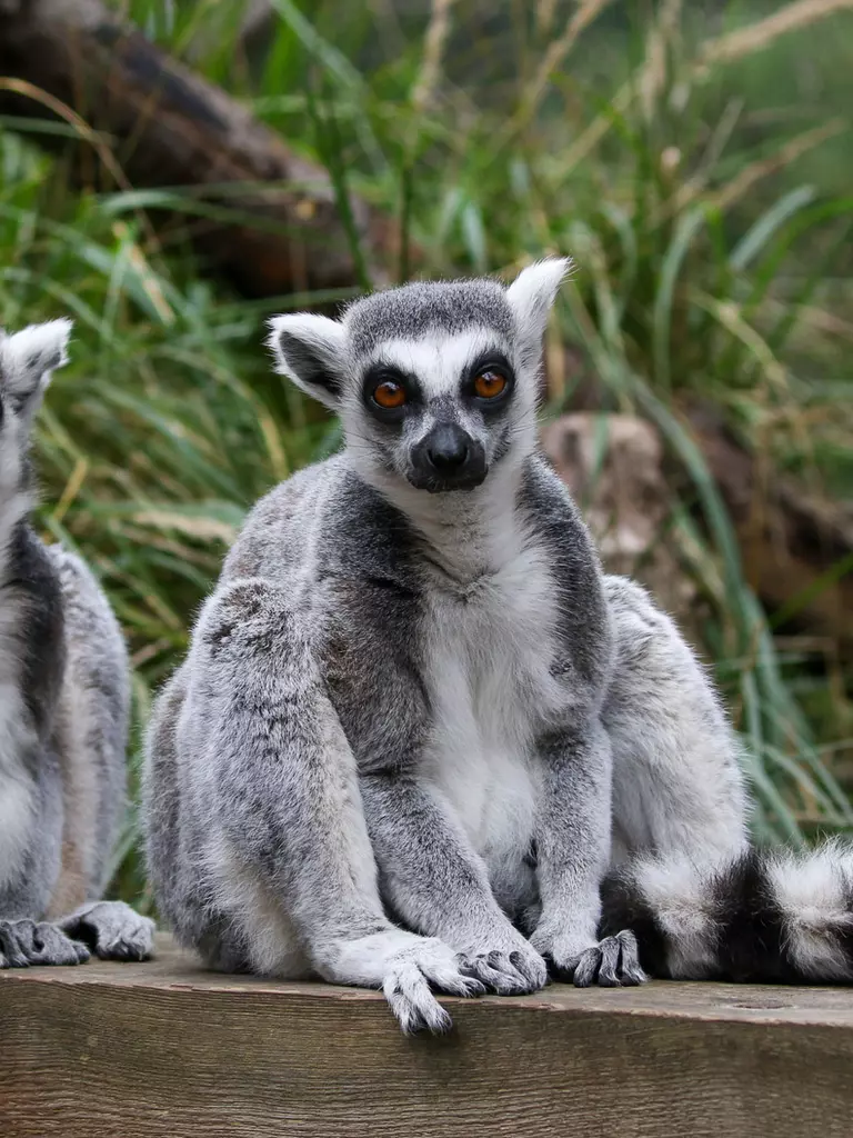In with the Lemurs | London Zoo