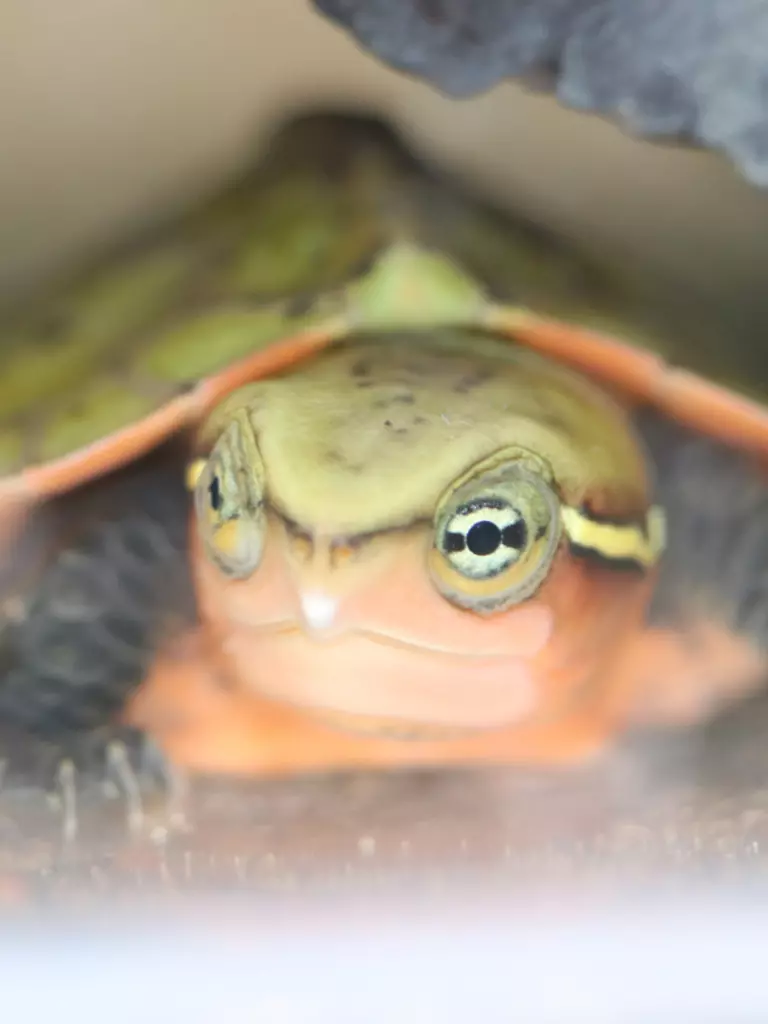 Big-headed turtle | London Zoo