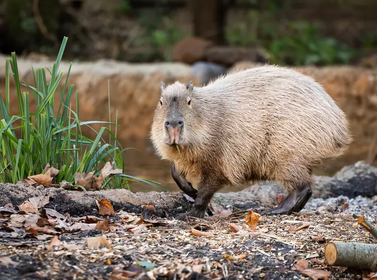 Latest London Zoo News | London Zoo