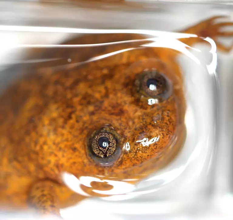 Lake Oku clawed frog | London Zoo
