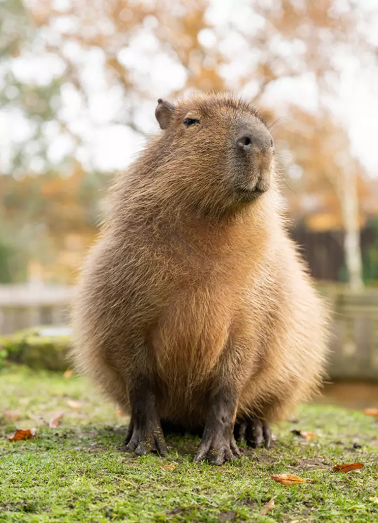 Conservation zoo becomes home to world’s biggest rodent | London Zoo