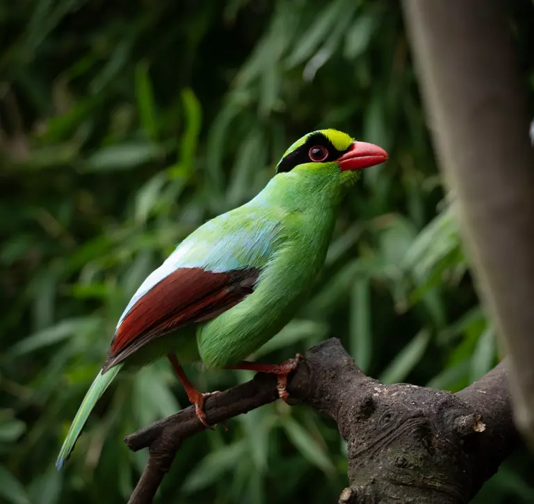 Javan green magpie | London Zoo